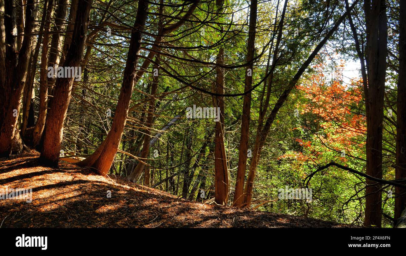 Light and shadow in the autumn forest in Canada Stock Photo - Alamy