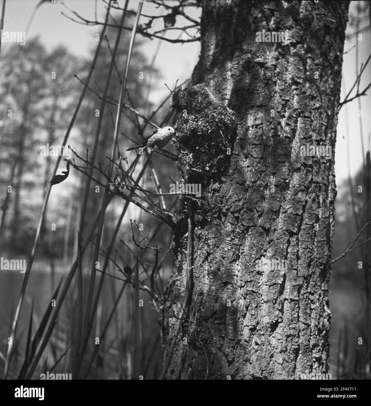 Nesting behavior of avian species Black and White Stock Photos & Images ...