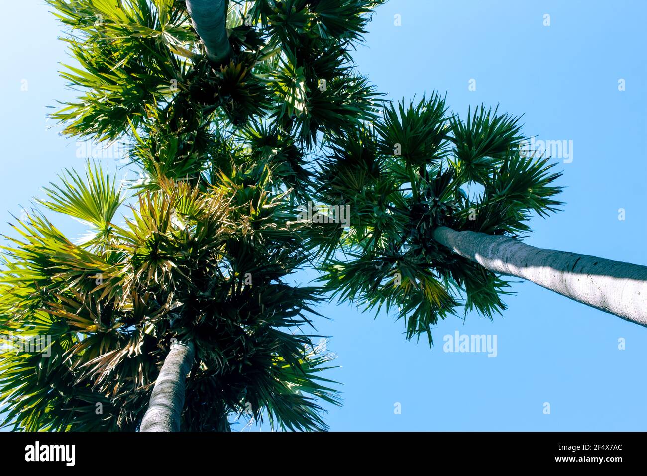 Palmyra palm trees with blue sky background in Mahabalipuram, Tamil ...