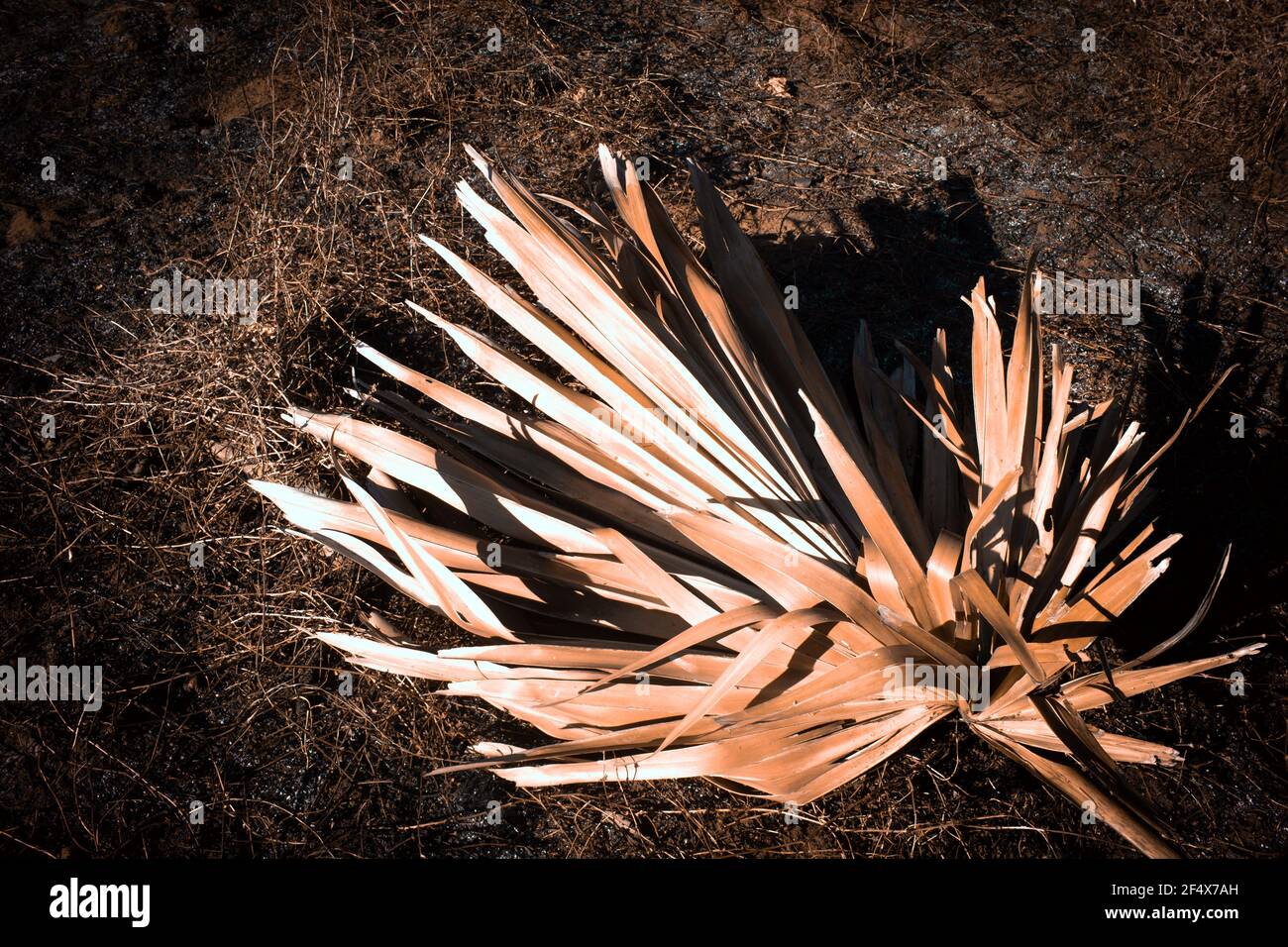 Dried fallen Palmyra palm leaves over the ground Stock Photo - Alamy