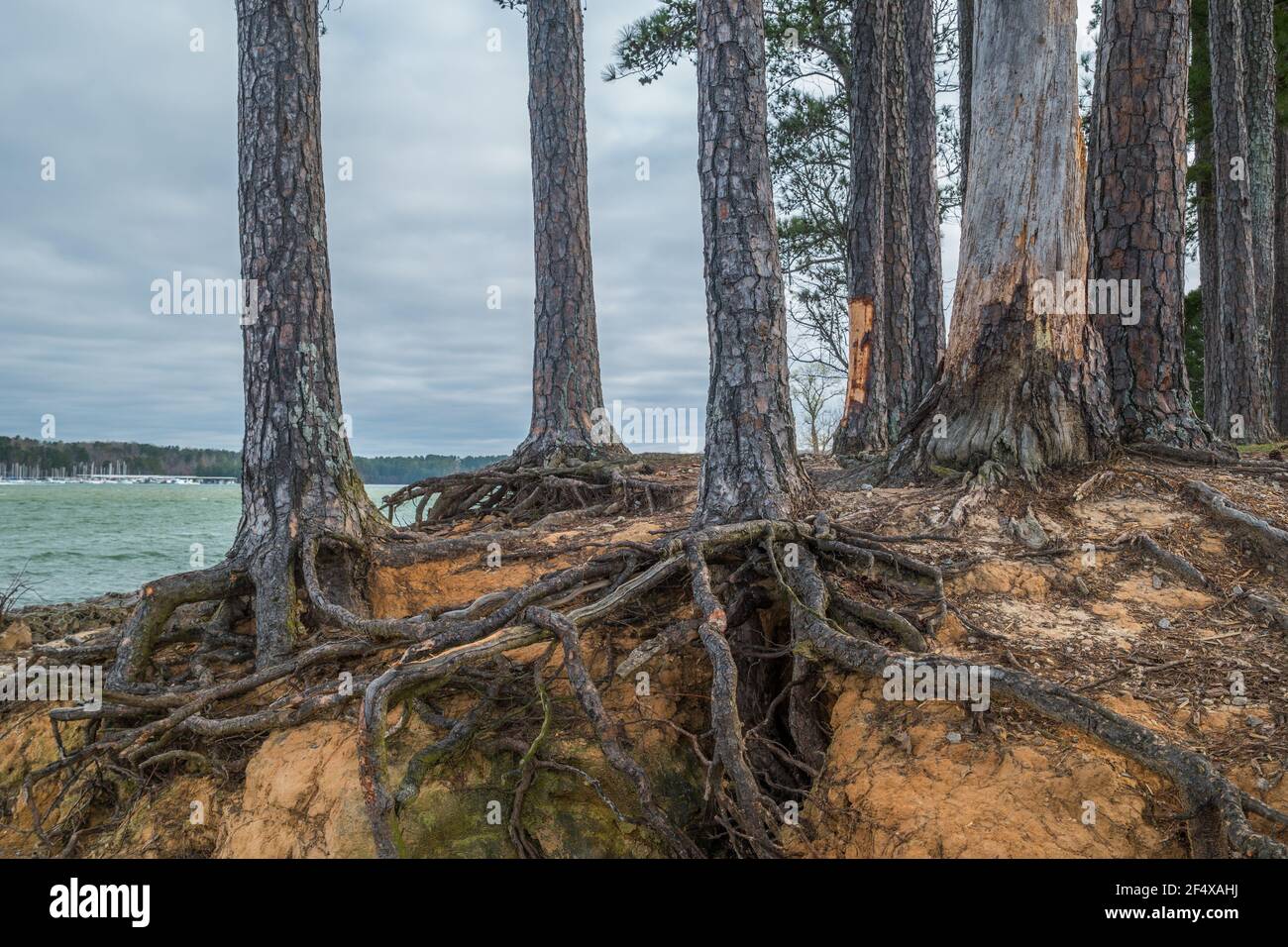 Decaying trees with exposed roots hanging on at the edge of the ...