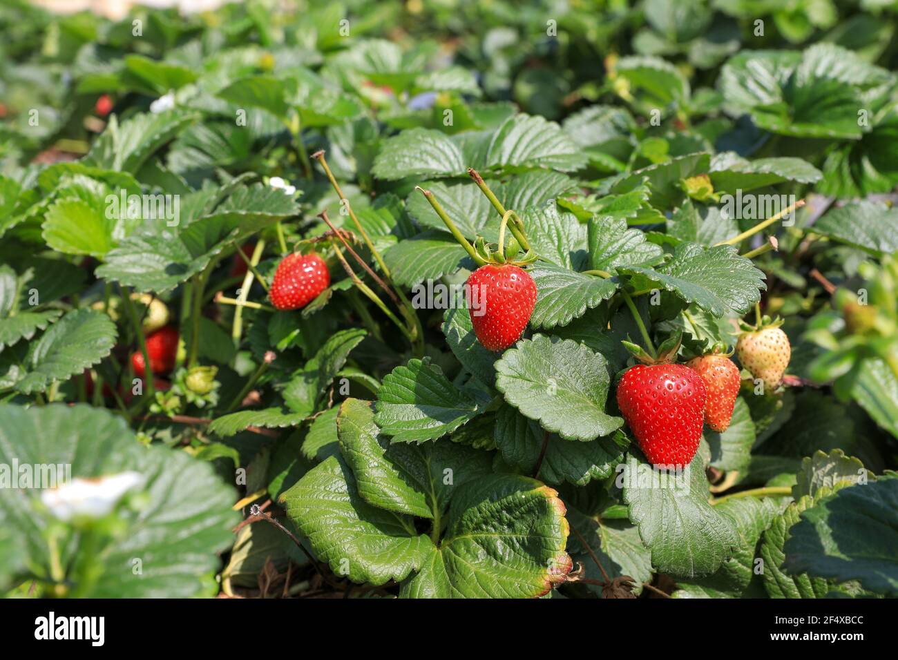 Organic Strawberry fruits and flowers in growth at the field Stock ...