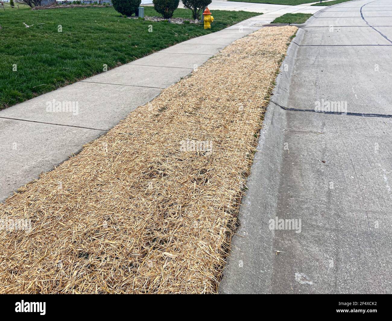 Newly planted grass sees covered with straw alongside sidewalk in ...