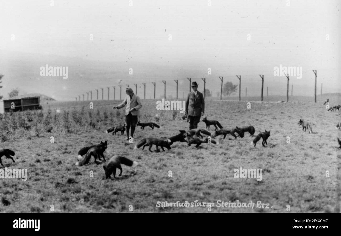 Domestic silver fox hi-res stock photography and images - Alamy