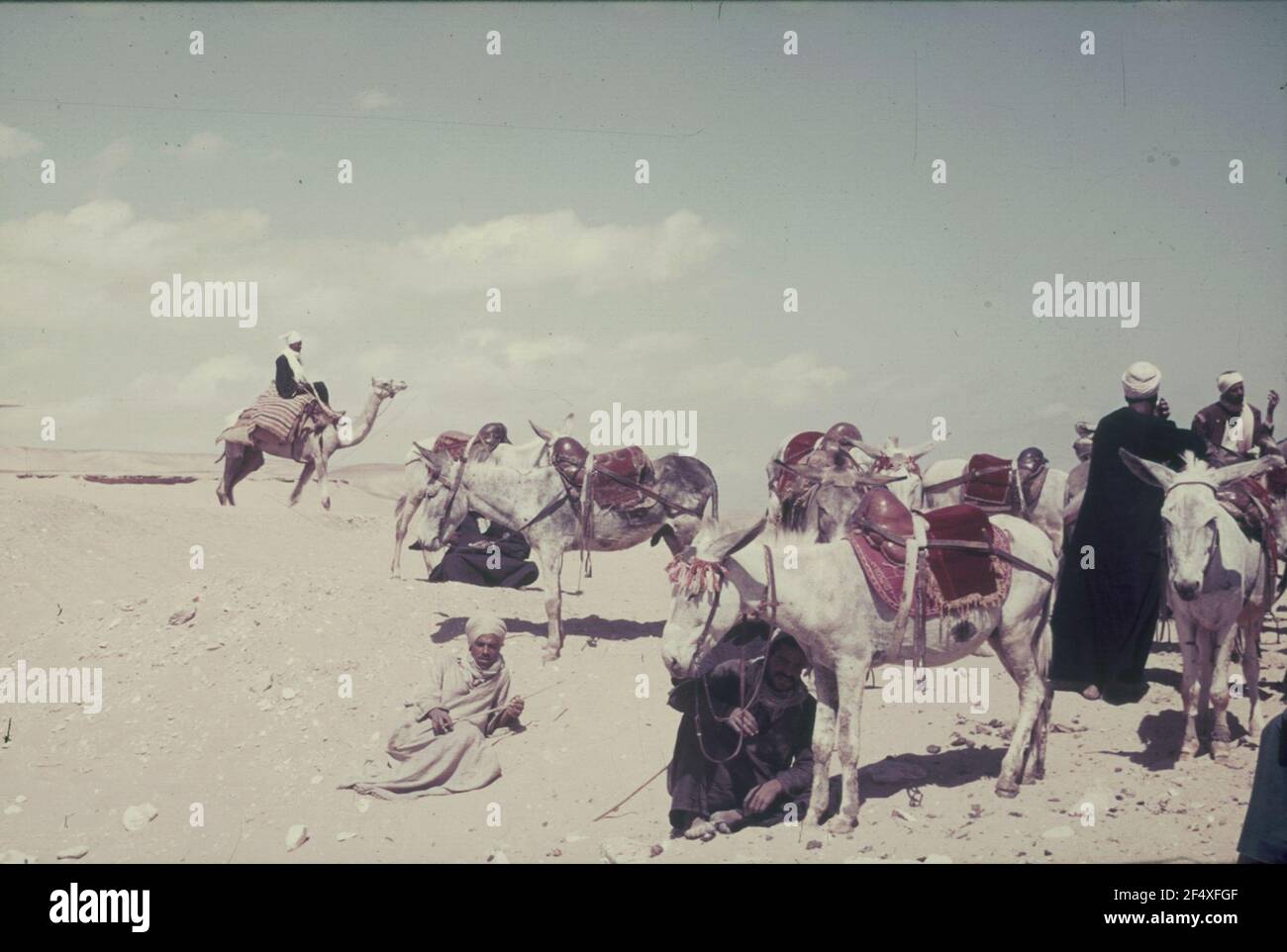 Travel photos Egypt. Caravan in the desert Stock Photo - Alamy