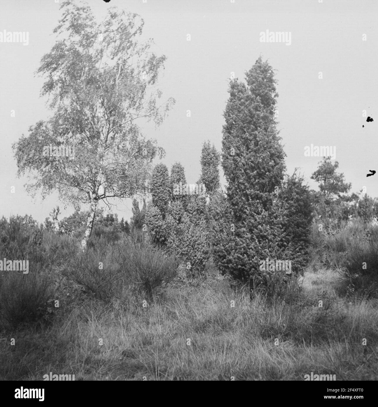 Lüneburger heide landscape Black and White Stock Photos & Images - Alamy