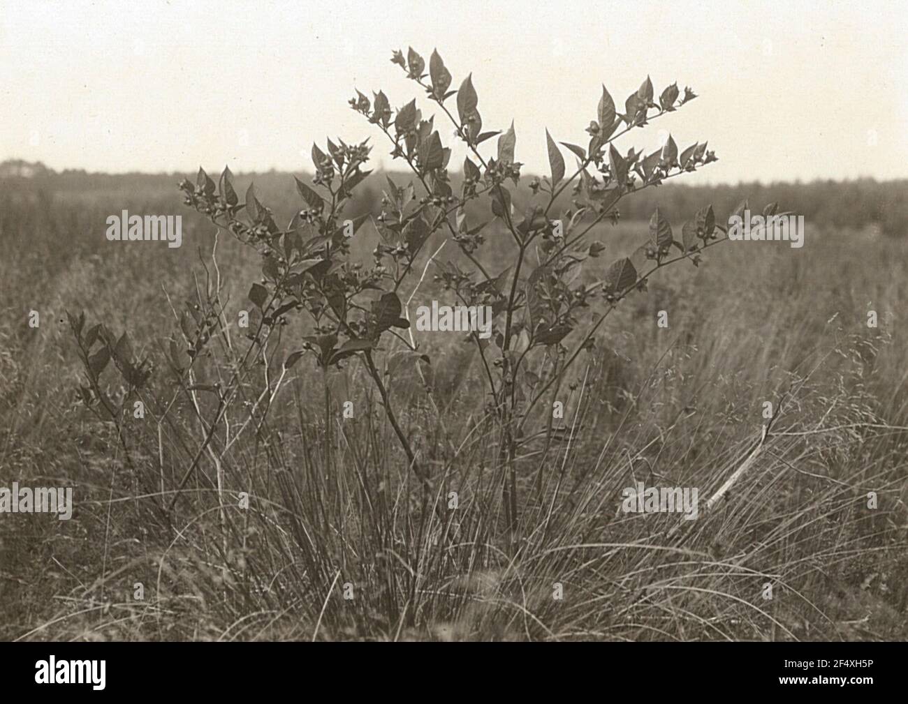 Dresdner Heide. Tollkirsche (Atropa Belladonna) on forest strike Stock ...