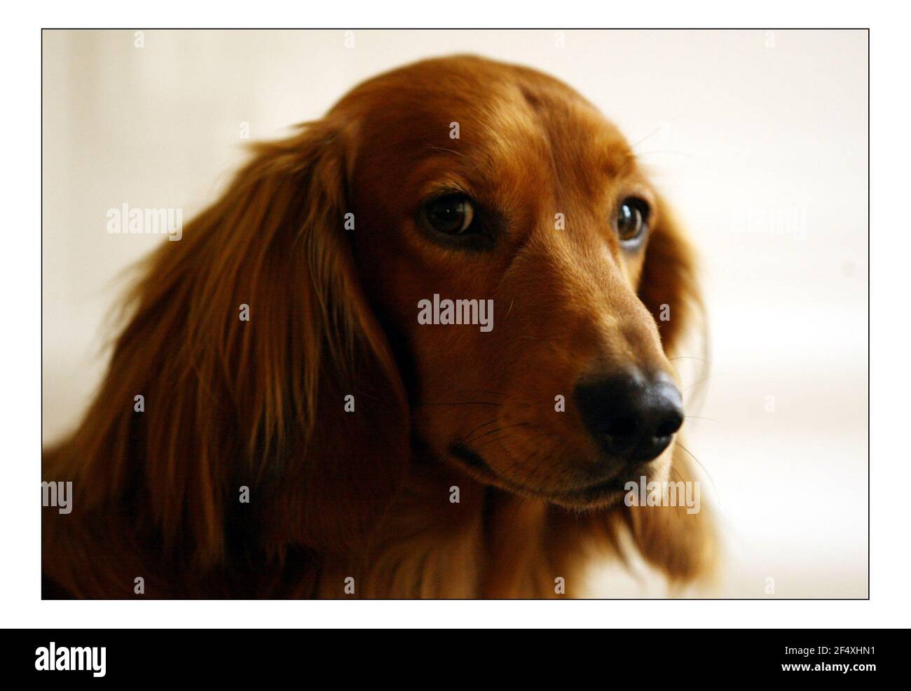 Preparing for the ring Rovi Kelner (dachshund) with handler Chamois ...