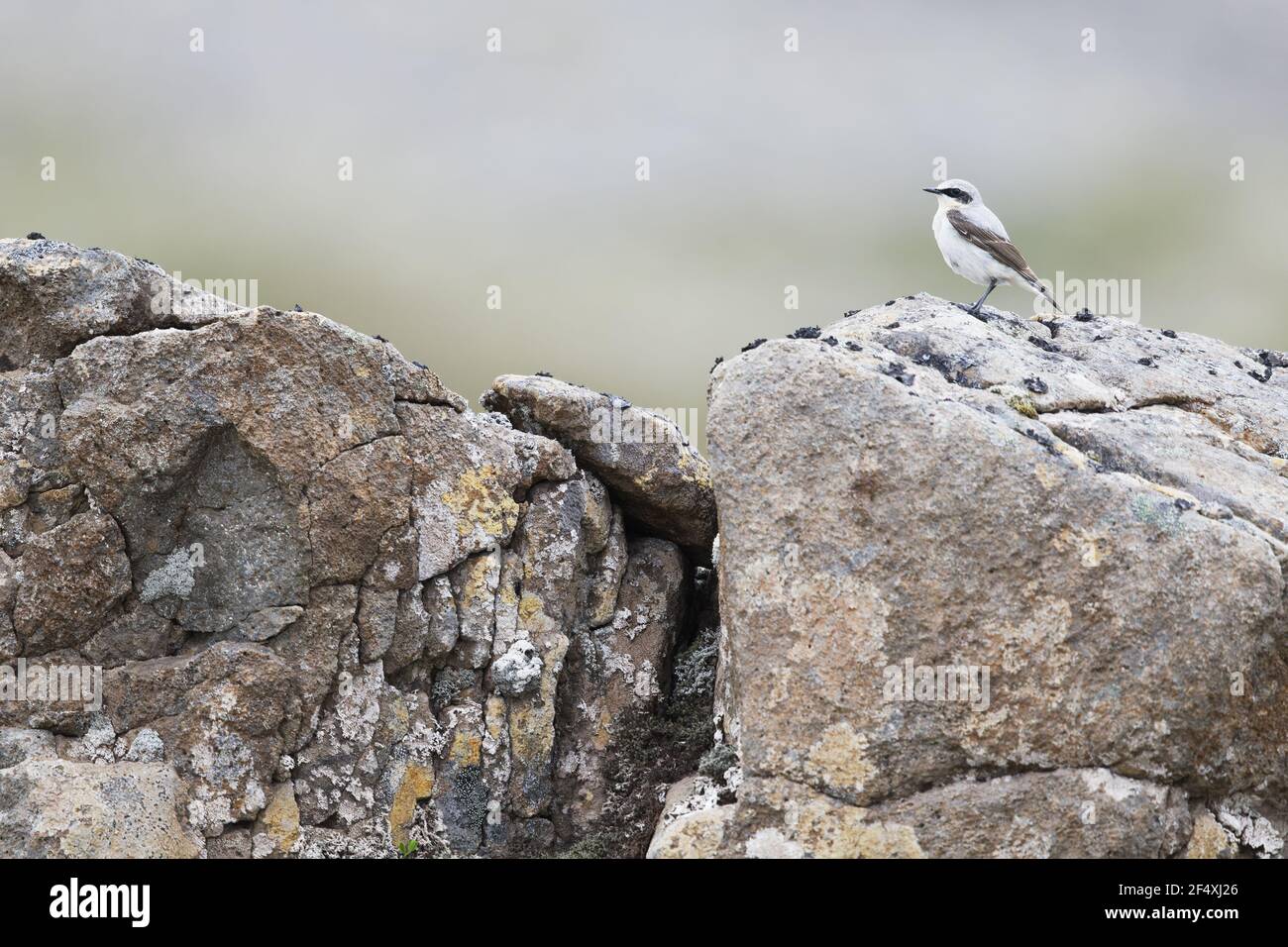Common Wheatear High Resolution Stock Photography and Images - Alamy