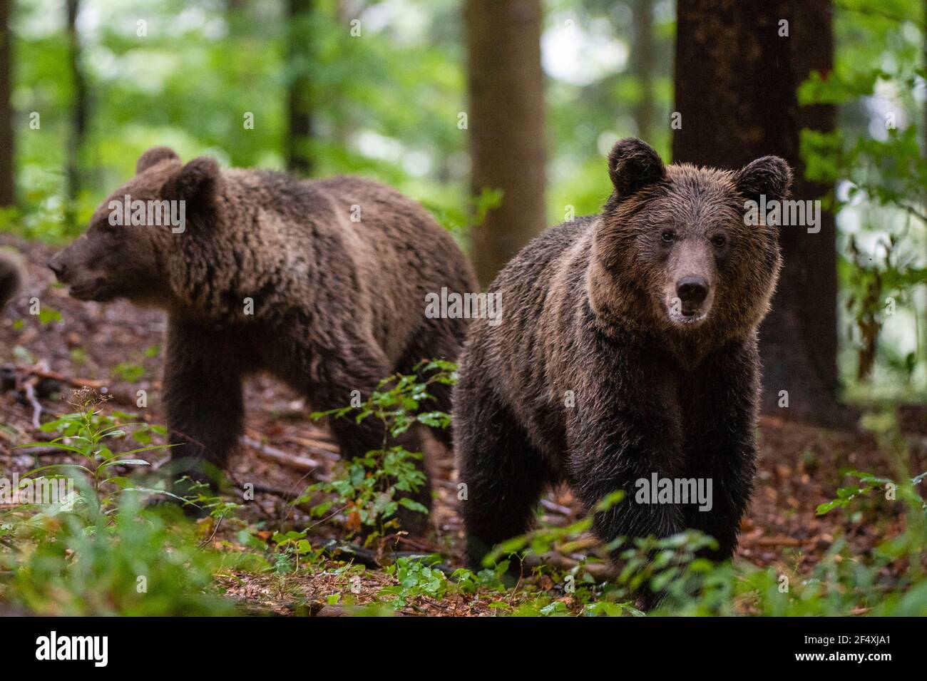 European brown bear (Ursus arctos), Notranjska forest, Slovenia Stock ...
