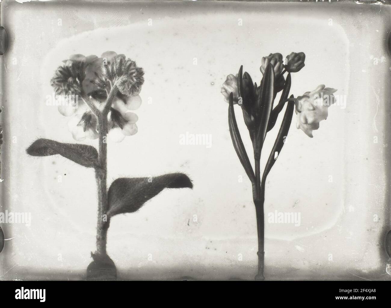 Plant study with inflorescences Stock Photo - Alamy