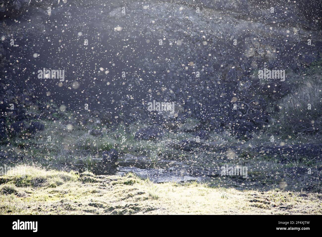 Midges swarmingTanytarsus gracilentus Lake Myvatn, Iceland IN001019 ...