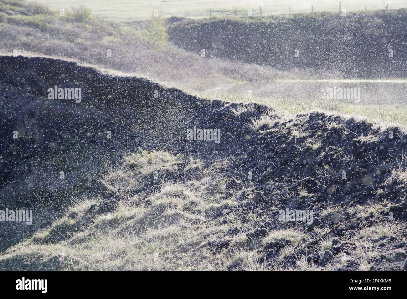 Midges swarmingTanytarsus gracilentus Lake Myvatn, Iceland IN001020 ...