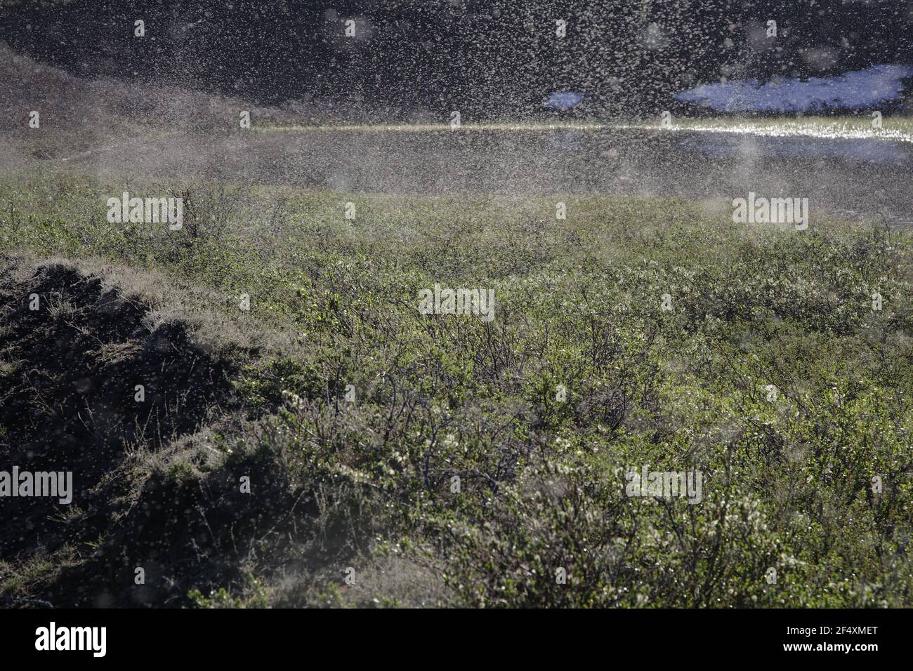 Midges swarmingTanytarsus gracilentus Lake Myvatn, Iceland IN001022 ...