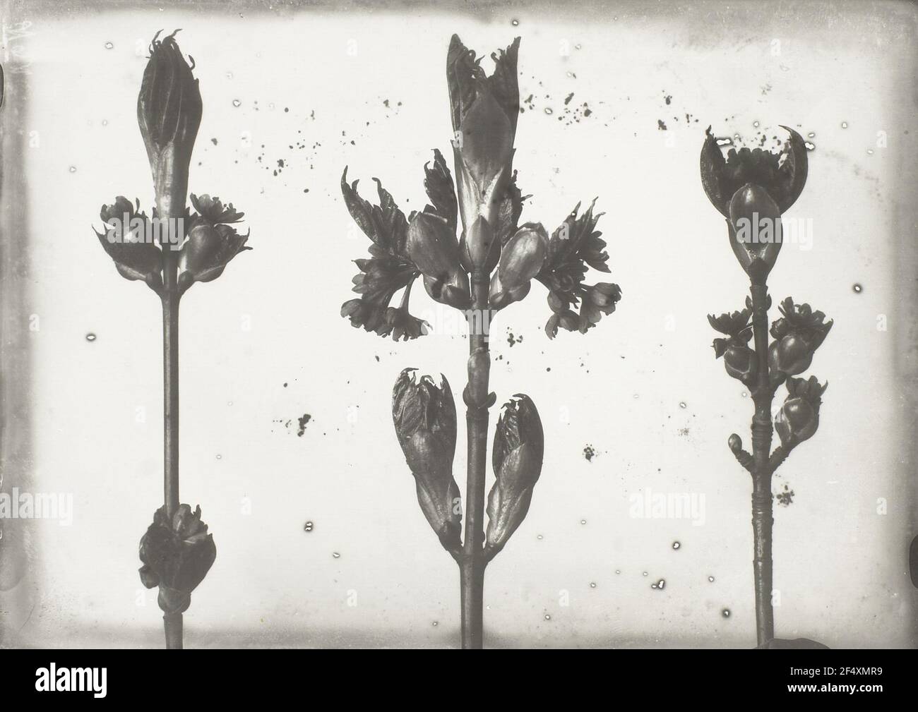 Pointed mouth, bouncing leaf and flower buds Stock Photo - Alamy