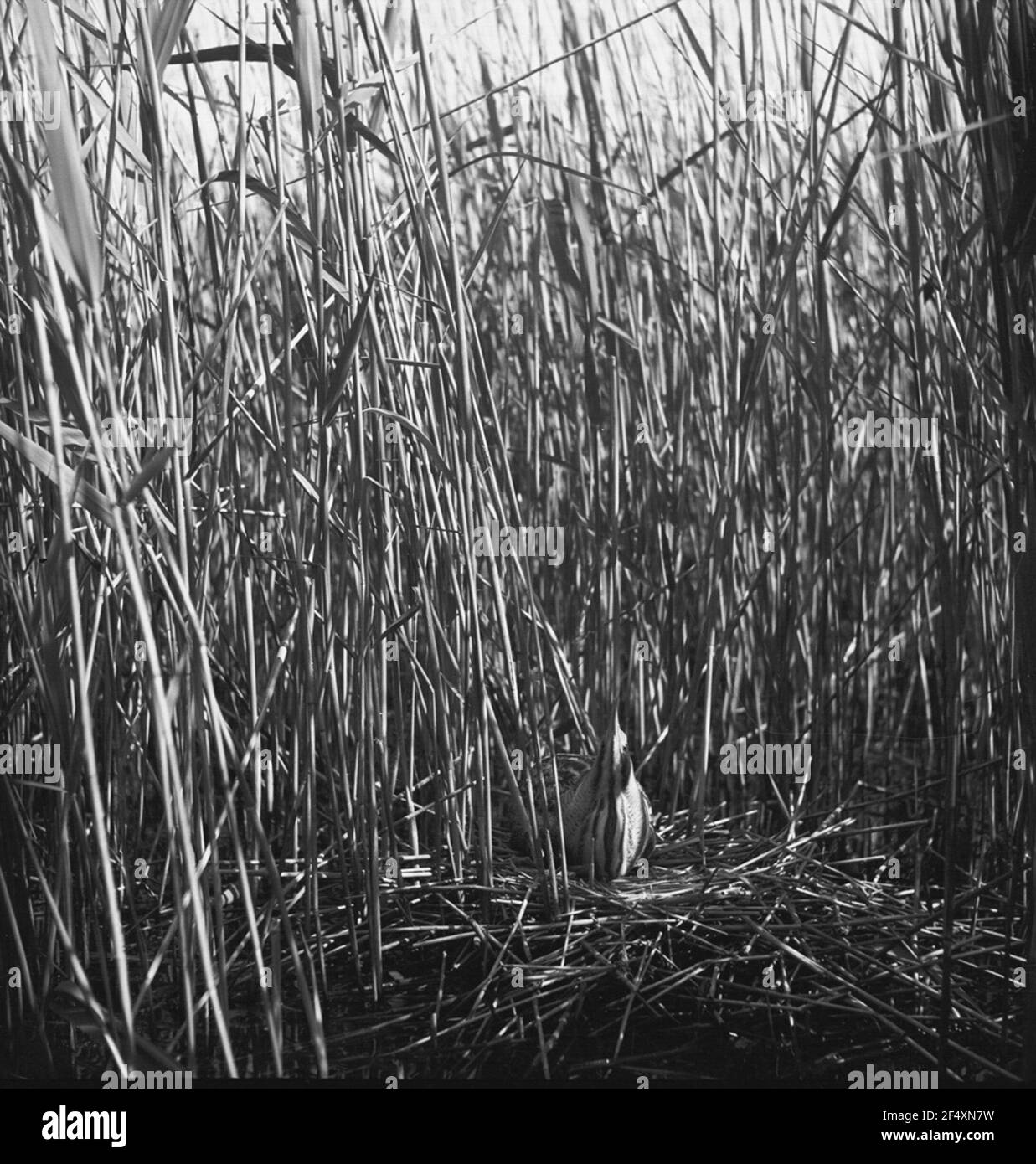 Bittern Black and White Stock Photos & Images - Alamy