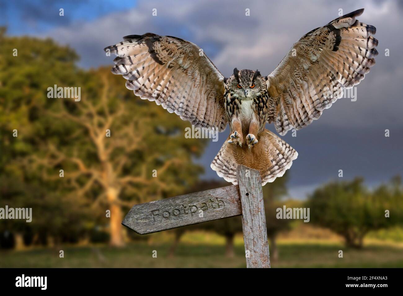 Eurasian eagle owl (Bubo bubo) landing with open wings on signpost in ...