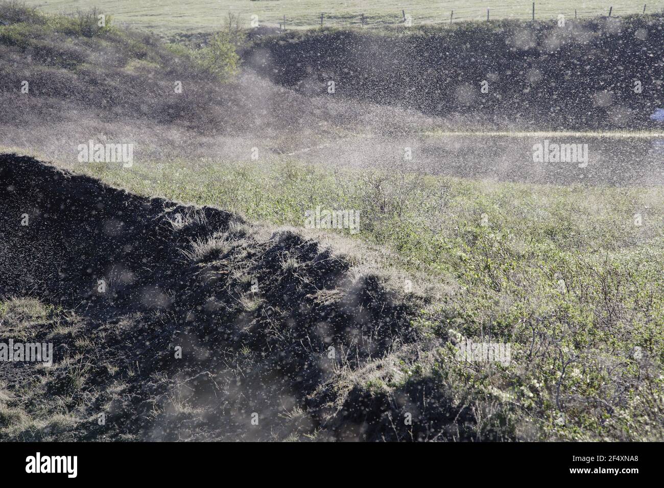 Midges swarmingTanytarsus gracilentus Lake Myvatn, Iceland IN001023 ...