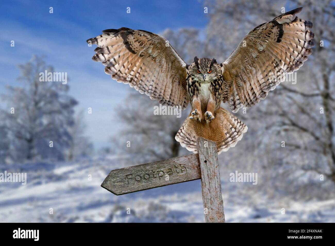 Eurasian eagle owl (Bubo bubo) landing with open wings on signpost in ...