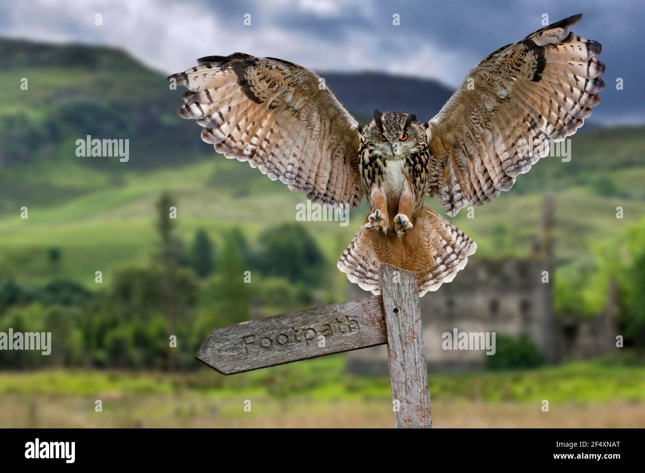 Eurasian eagle owl (Bubo bubo) landing with open wings on signpost in ...