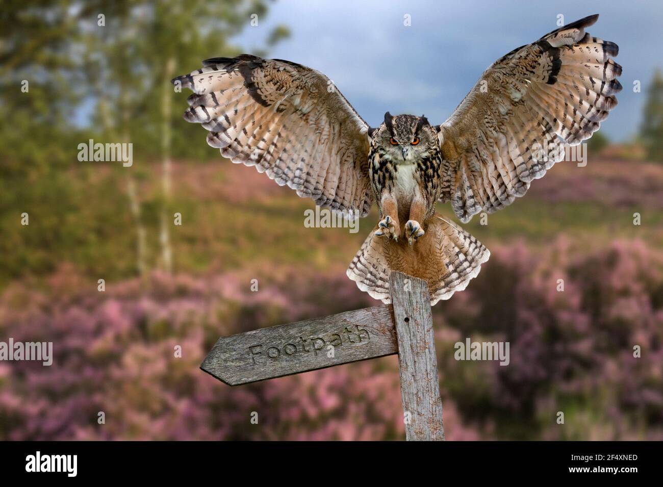 Eurasian eagle owl (Bubo bubo) landing with open wings on signpost in ...