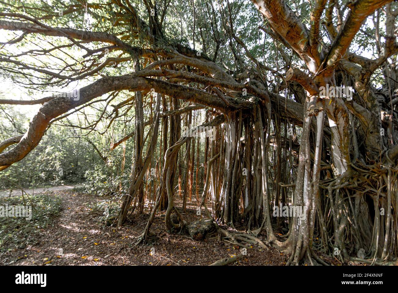 Fig tree in Anse Michel, Sainte-Anne, Martinique, French Antilles Stock ...