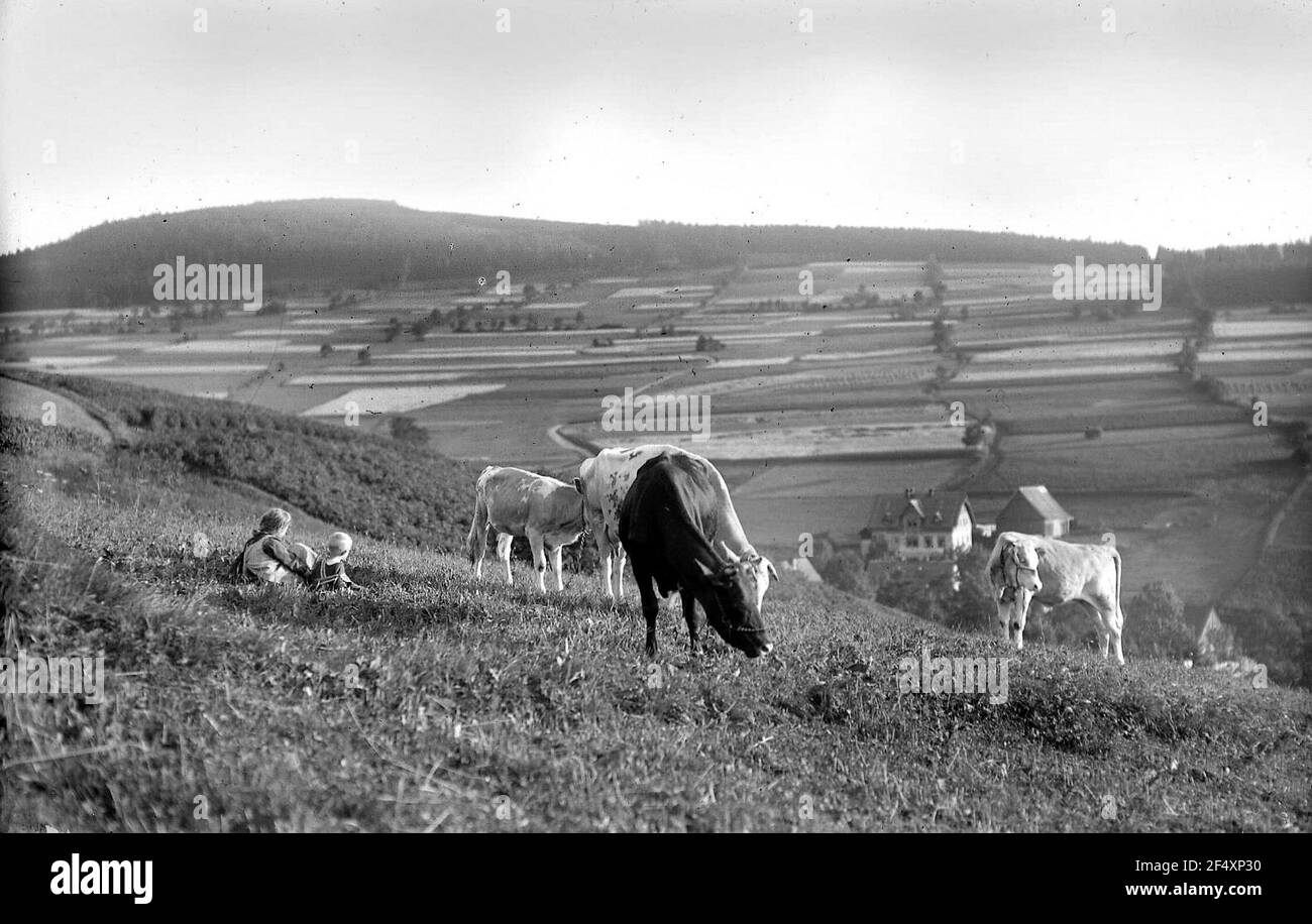 Cattle breeding and agriculture Black and White Stock Photos & Images ...
