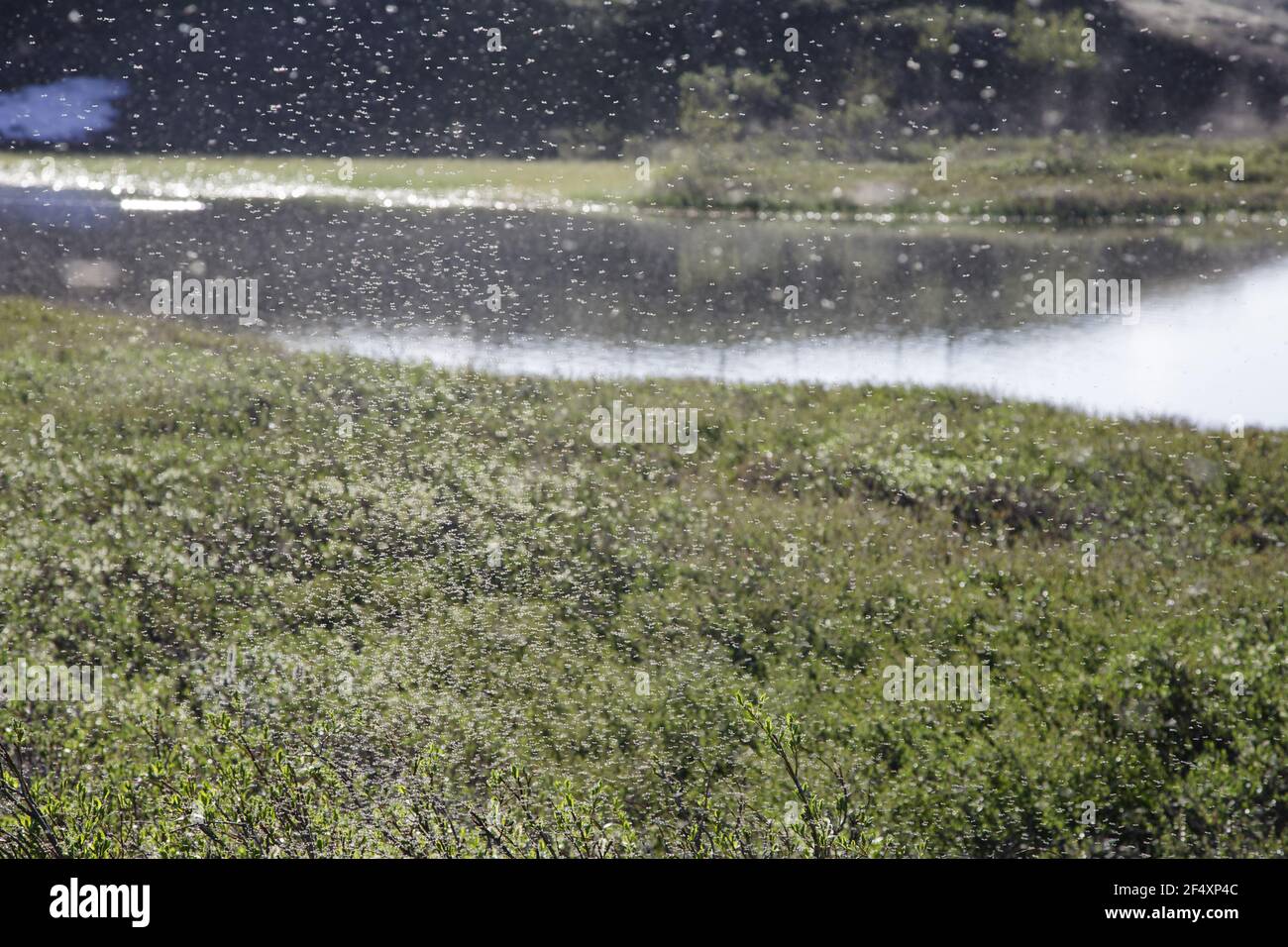 Midges swarmingTanytarsus gracilentus Lake Myvatn, Iceland IN001024 ...