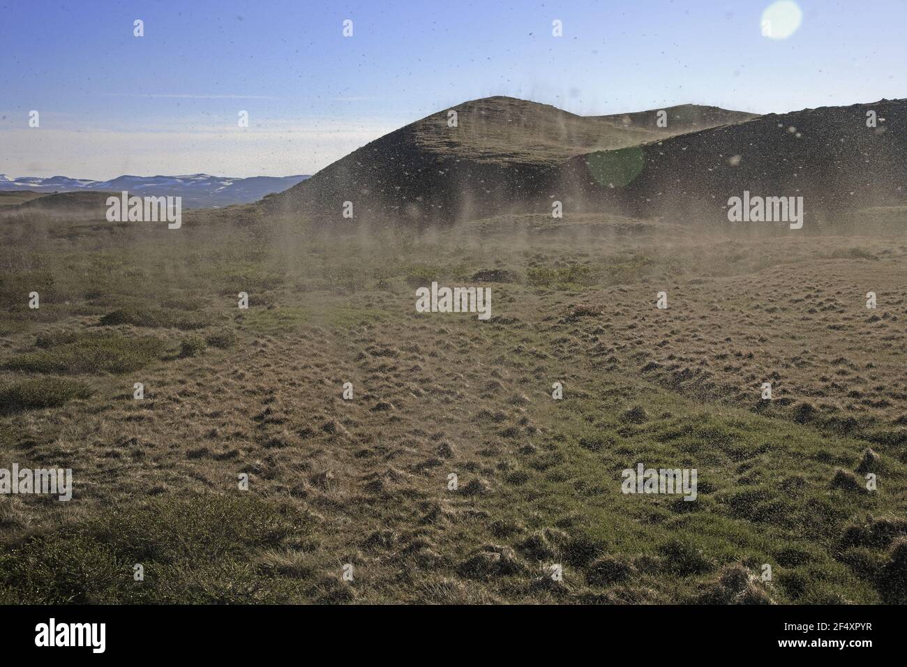 Midges swarmingTanytarsus gracilentus Lake Myvatn, Iceland IN001028 ...