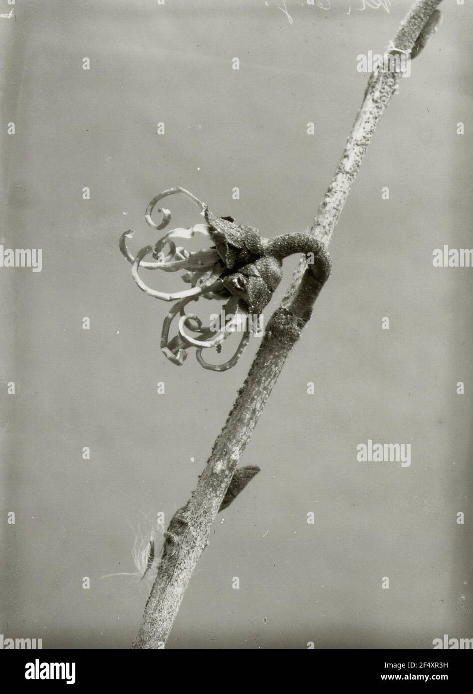 Japanese wizard (Hamamelis japonica), branch with blossom Stock Photo ...