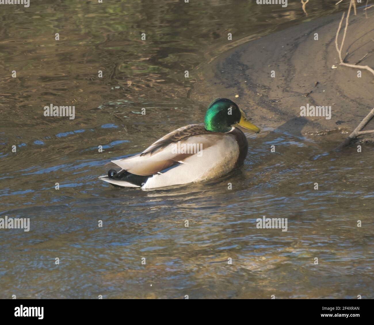 Closeup shot of a duck peacefully swimming through the water Stock ...