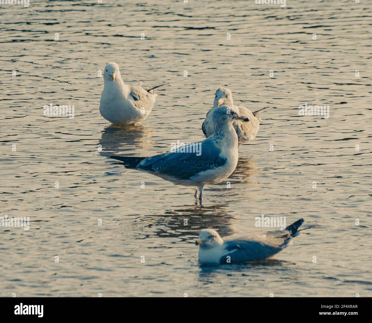 Closeup shot seagulls standing hi-res stock photography and images - Alamy