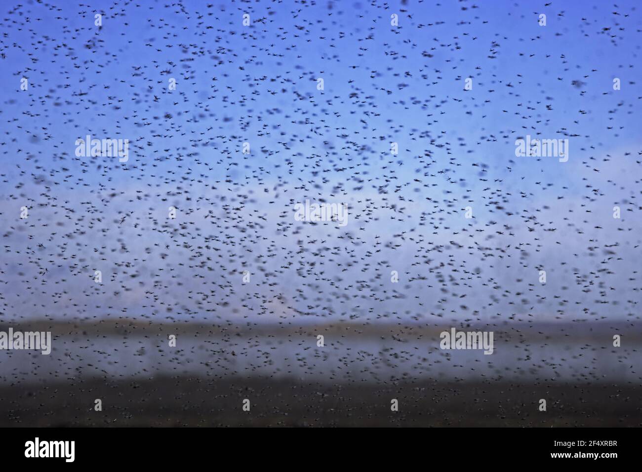 Swarm of midges hi-res stock photography and images - Alamy