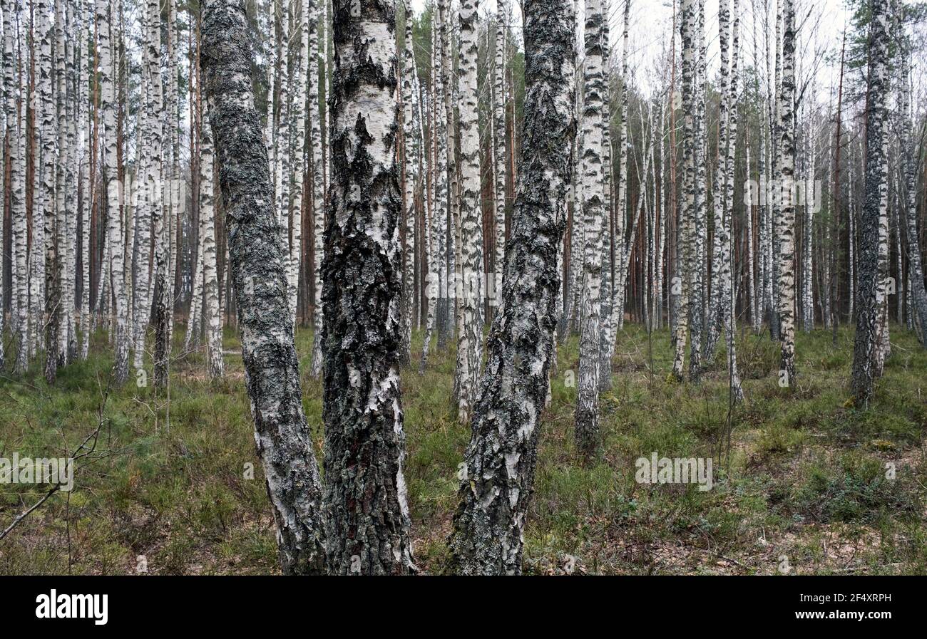 Birch trees in Kemeri National Park Latvia Stock Photo - Alamy