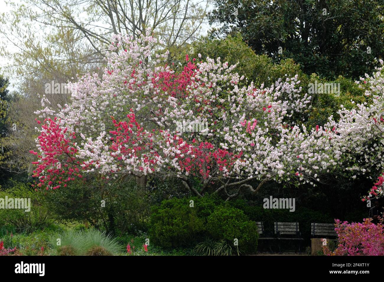 Peppermint Trees at Hampton Park and park visitors events and ...