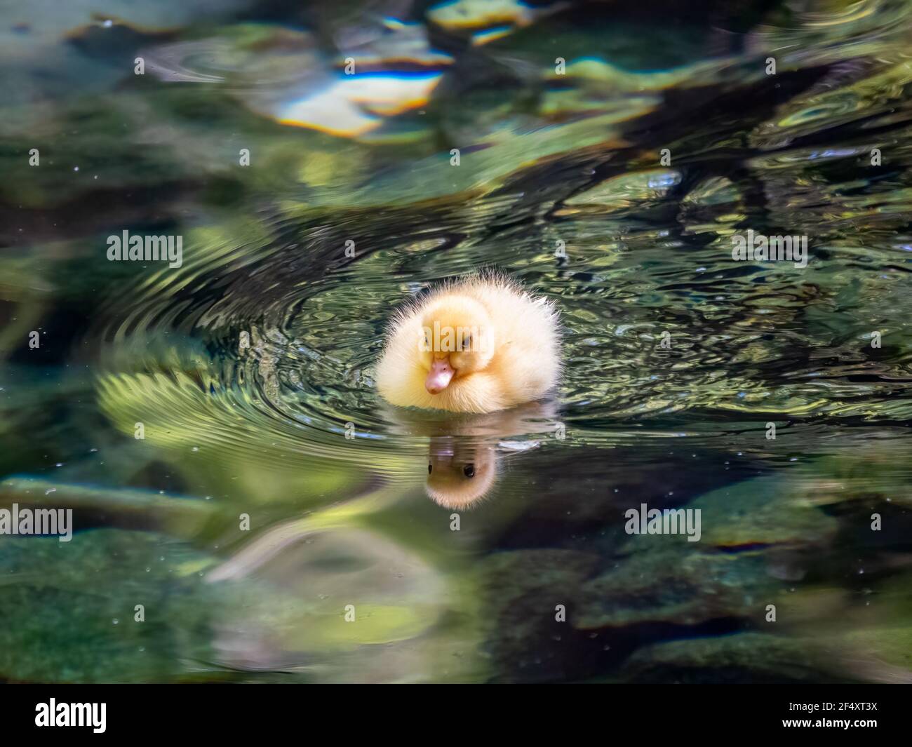 Cute little duckling swimming alone in a lake with green water ...