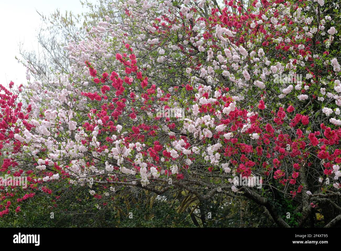 Peppermint Trees at Hampton Park and park visitors events and ...