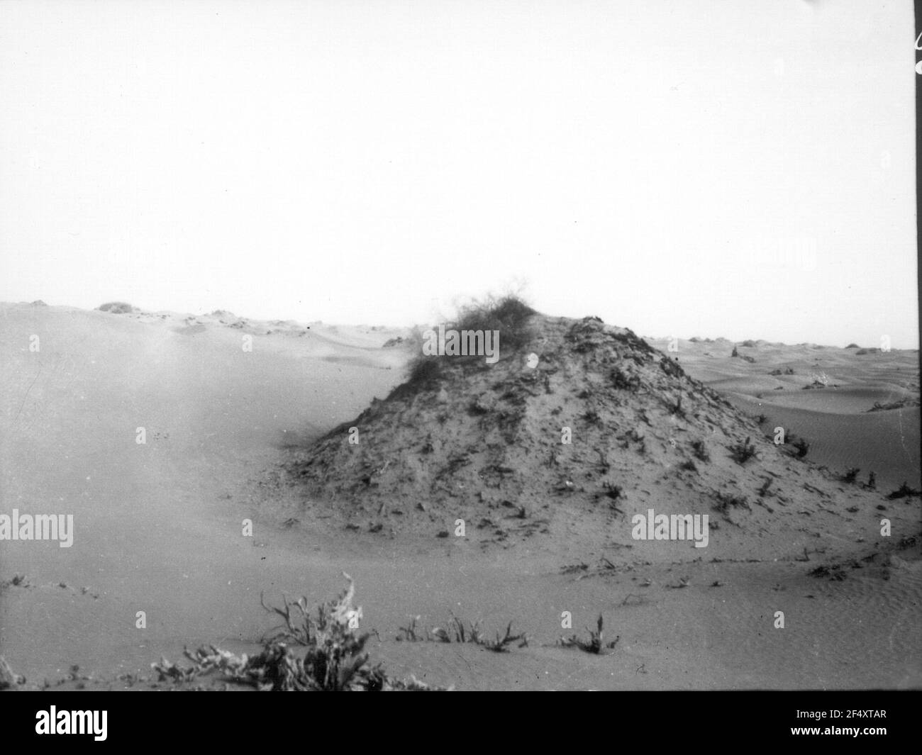 Vegetation remnants Black and White Stock Photos & Images - Alamy