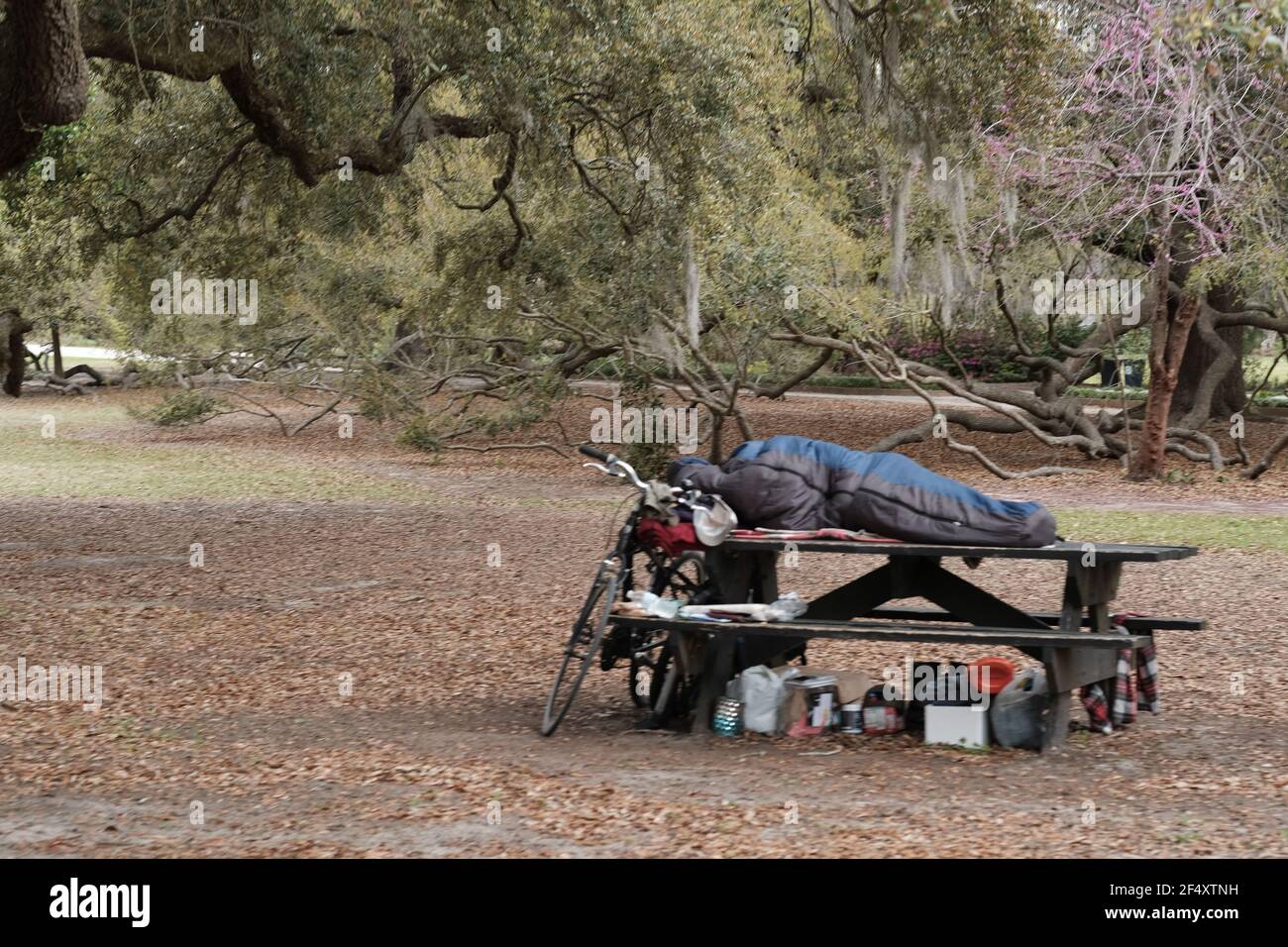 Peppermint Trees at Hampton Park and park visitors events and ...