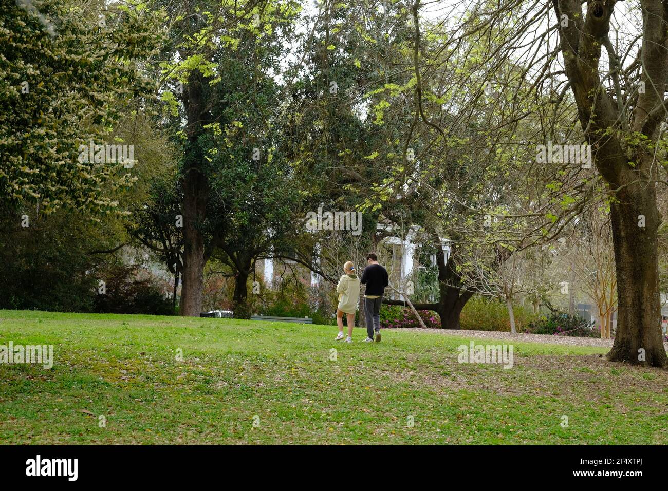 Peppermint Trees at Hampton Park and park visitors events and ...