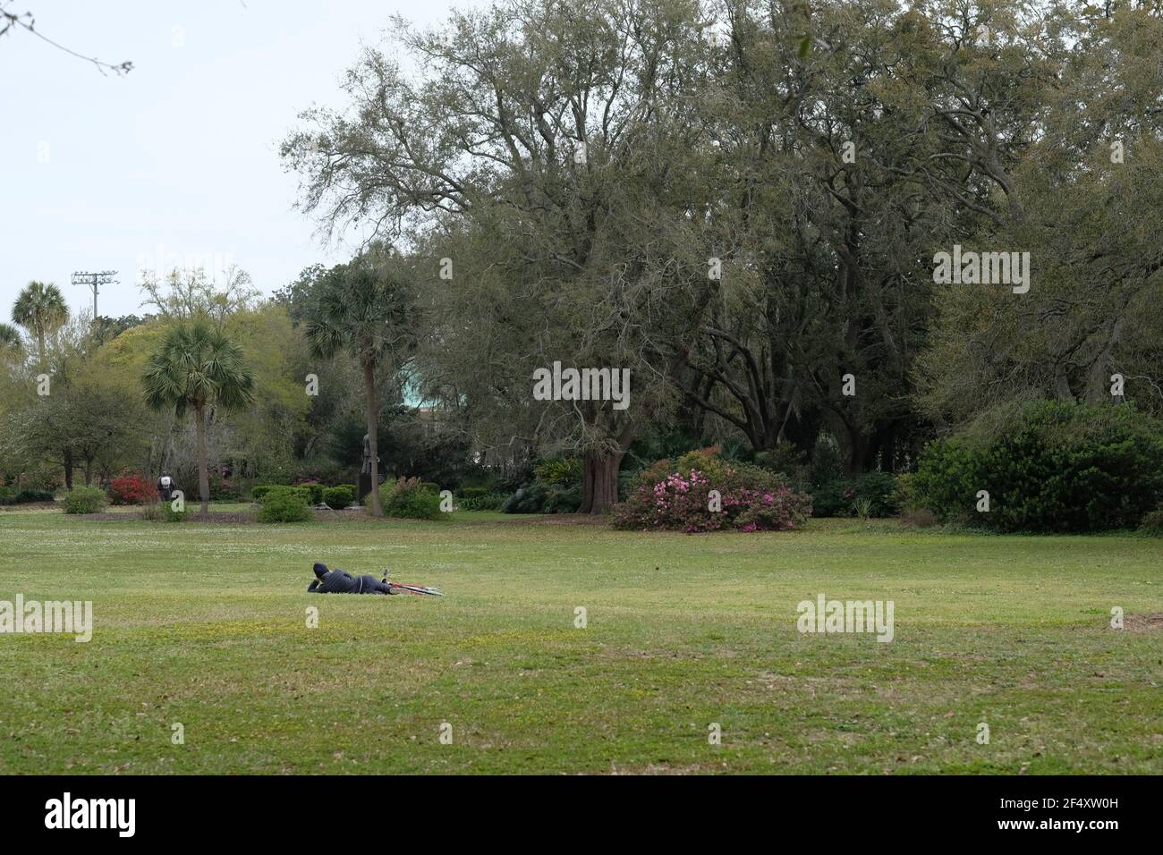 Peppermint Trees at Hampton Park and park visitors events and ...
