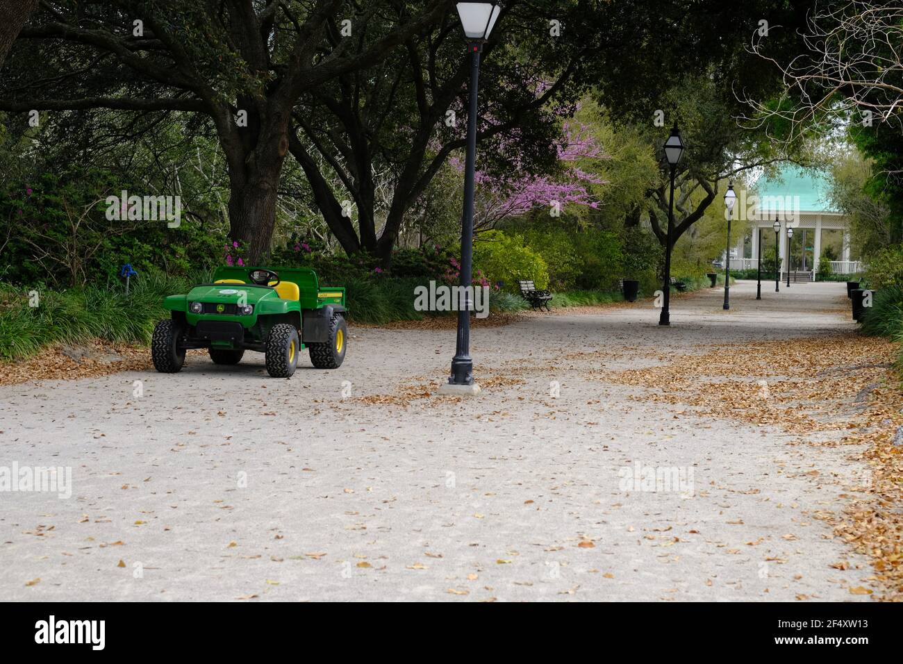 Peppermint Trees at Hampton Park and park visitors events and ...