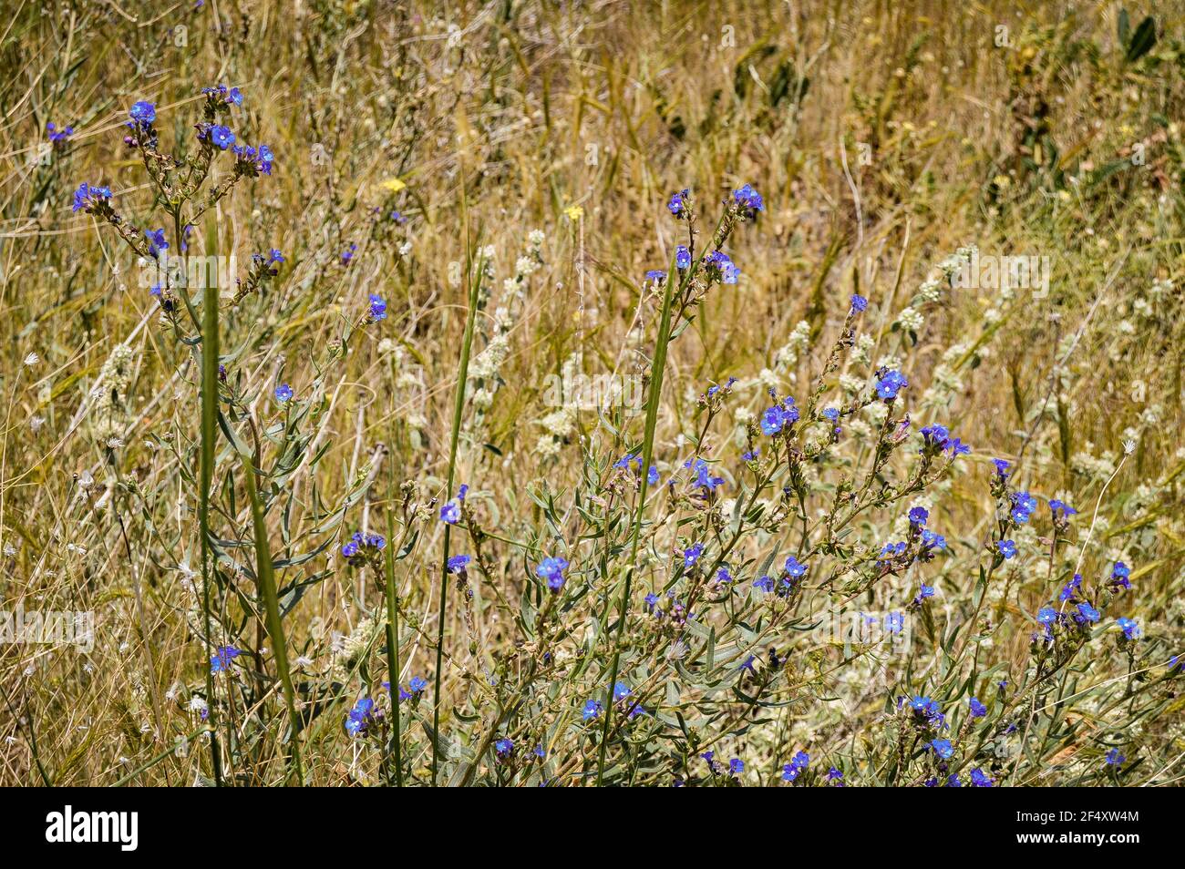 Closeup of blue wildflowers growing in the valley in Cappadocia, Turkey ...