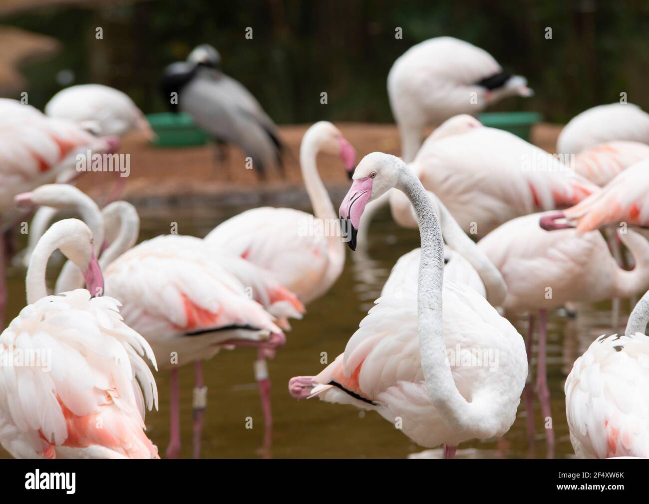 Group of orange flamingoes at South America Stock Photo - Alamy