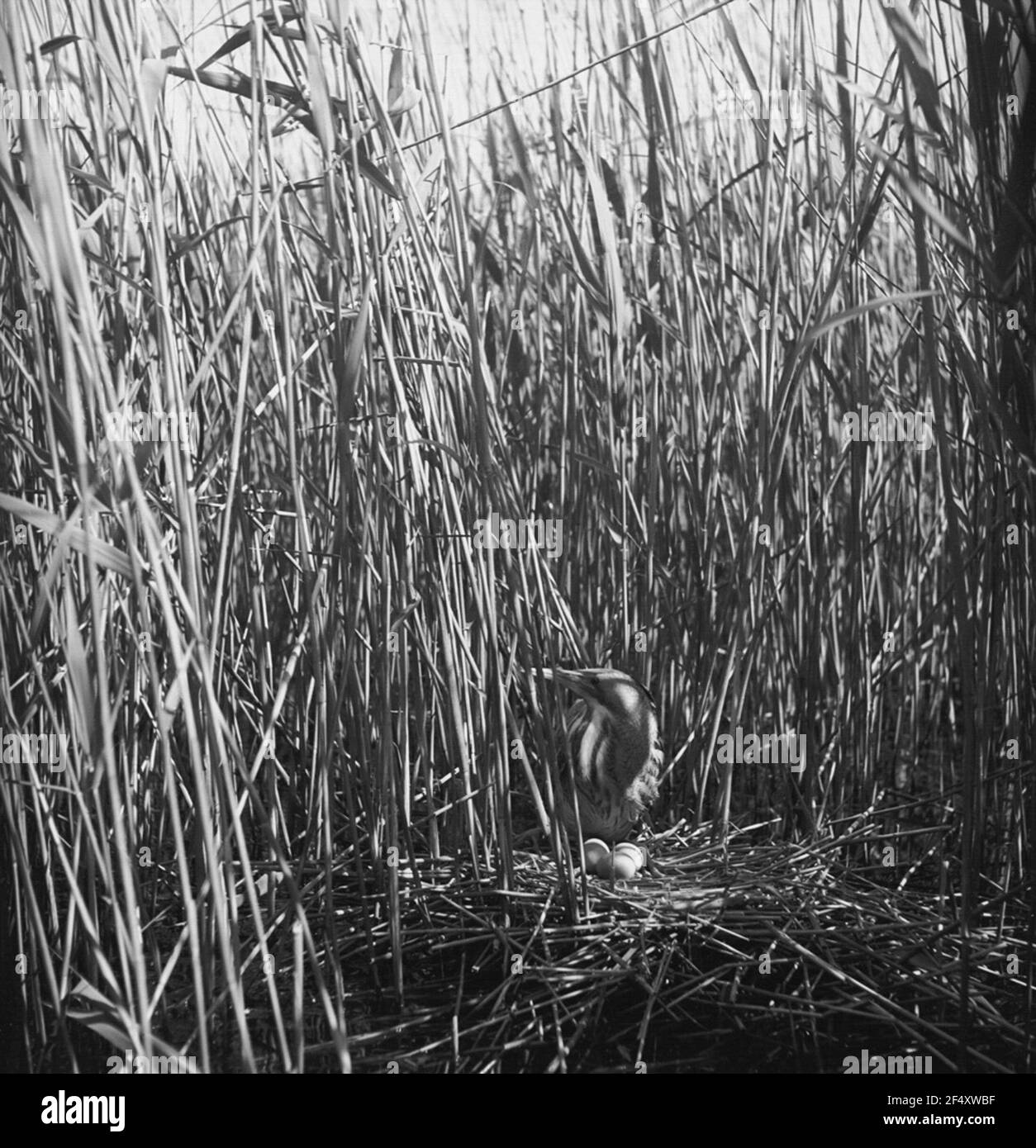 Salt formation laboratory hi-res stock photography and images - Alamy