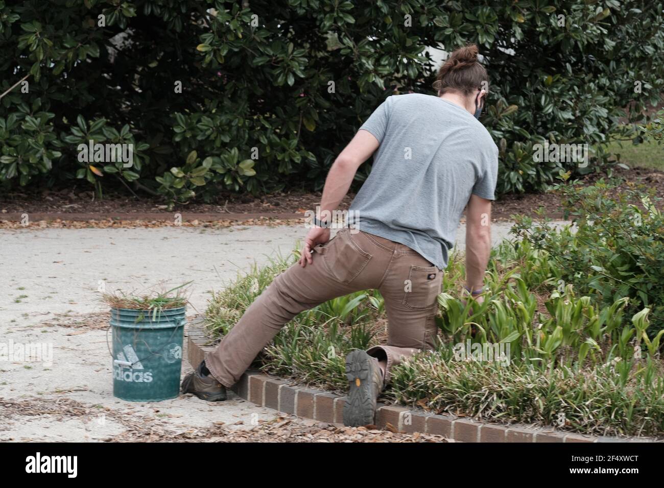 Peppermint Trees at Hampton Park and park visitors events and ...