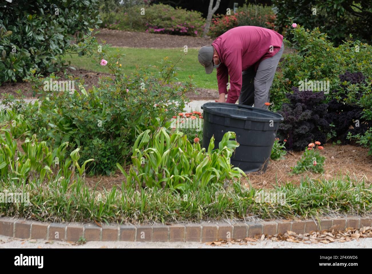 Peppermint Trees at Hampton Park and park visitors events and ...