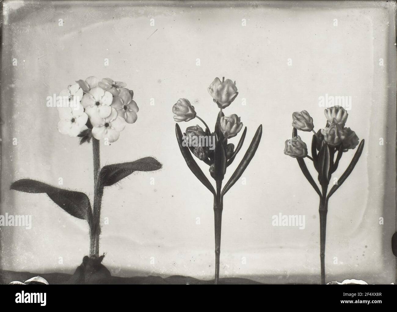 Plant study with inflorescence Stock Photo - Alamy