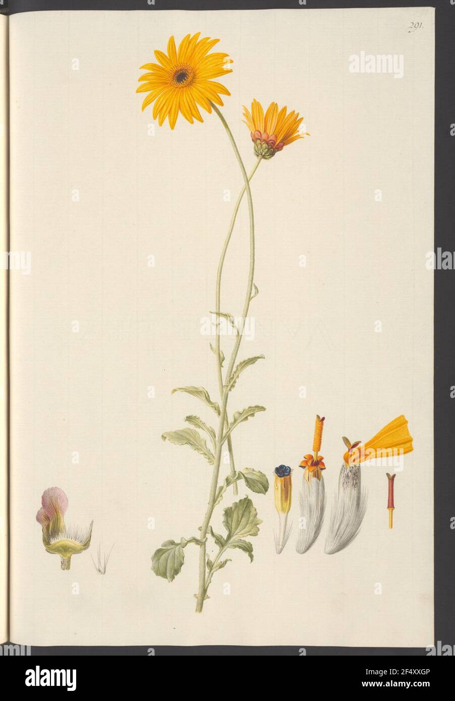 Arctotis auriculata, leaf 291 Stock Photo - Alamy