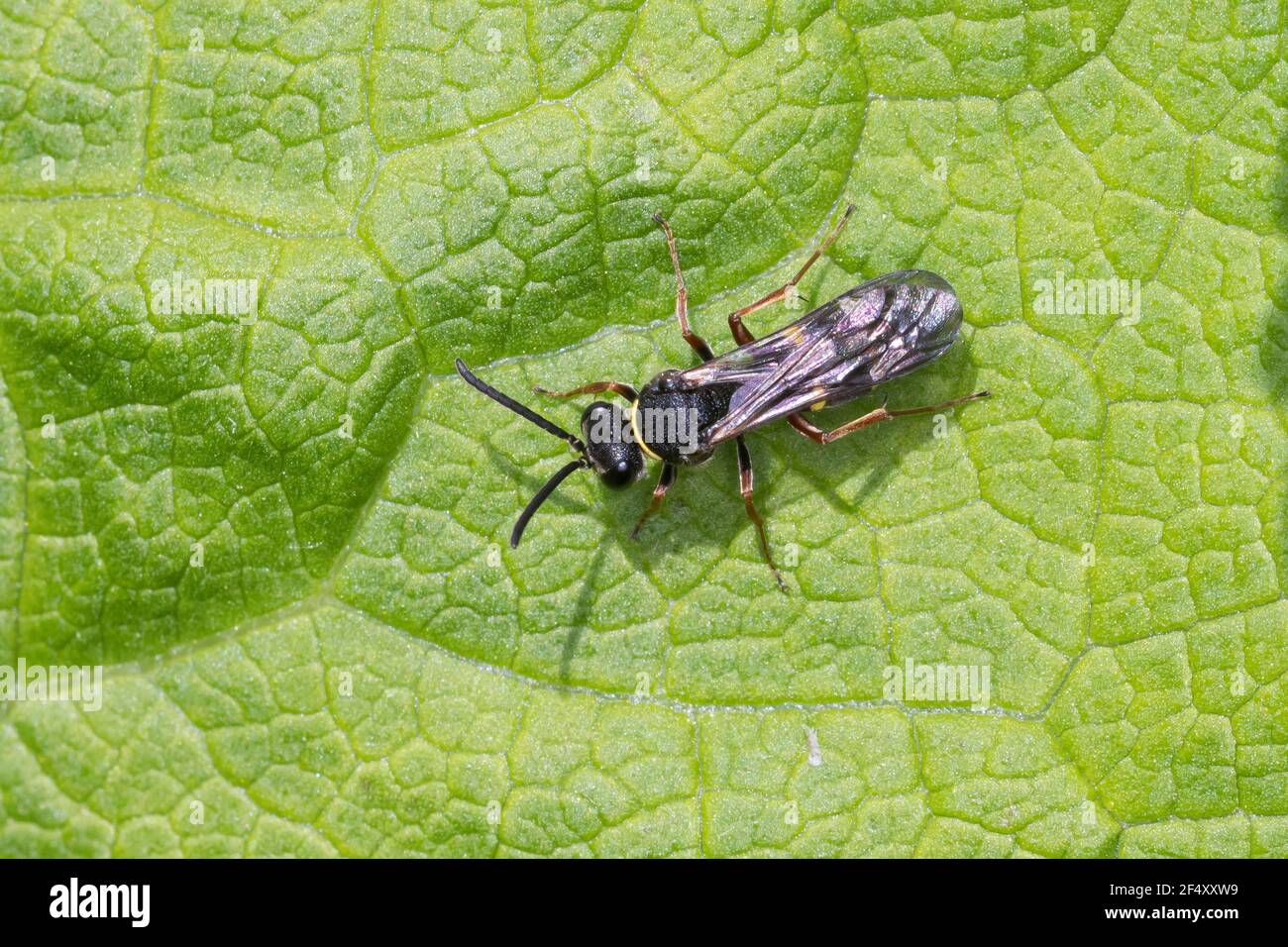 Grabwespe, Kuckuckswespe, Kuckucks-Wespe, Nysson cf. spinosus, large ...